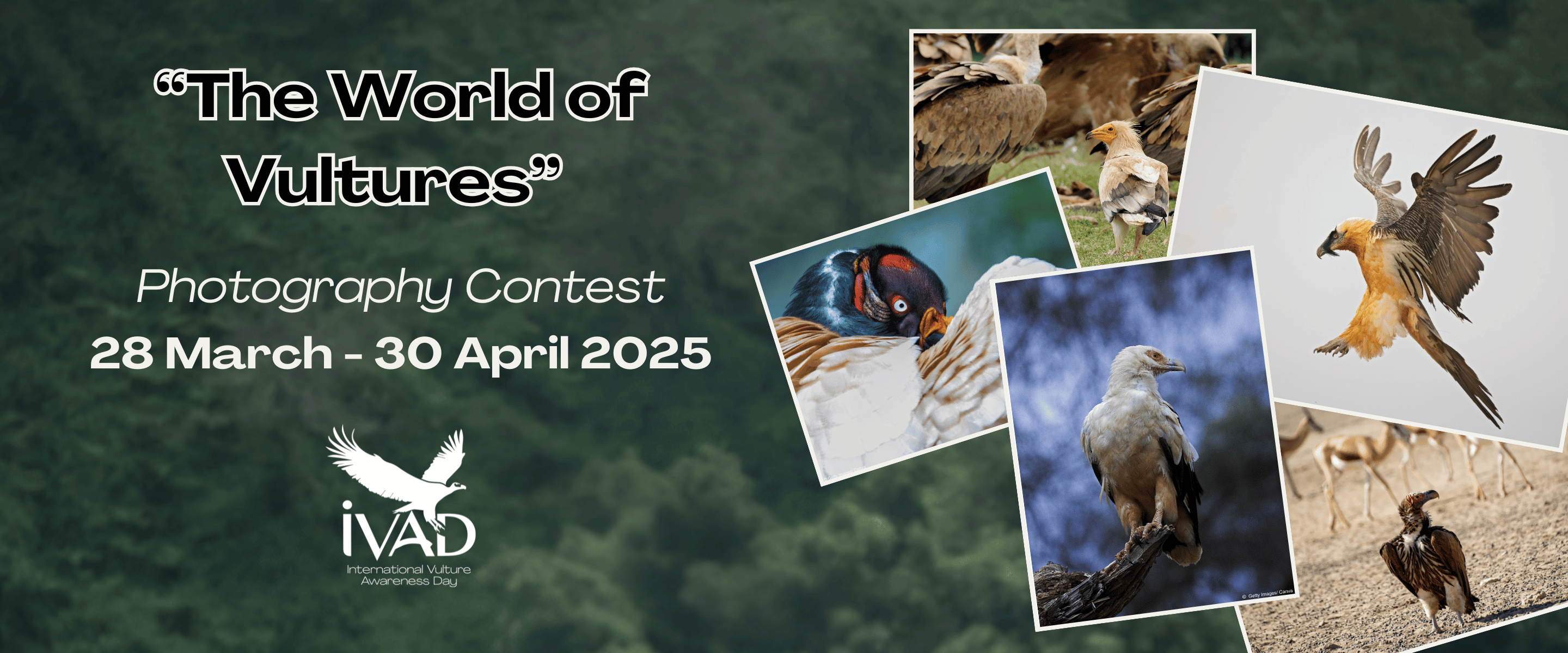 The World of Vultures - Photography Contest - Vulture Day