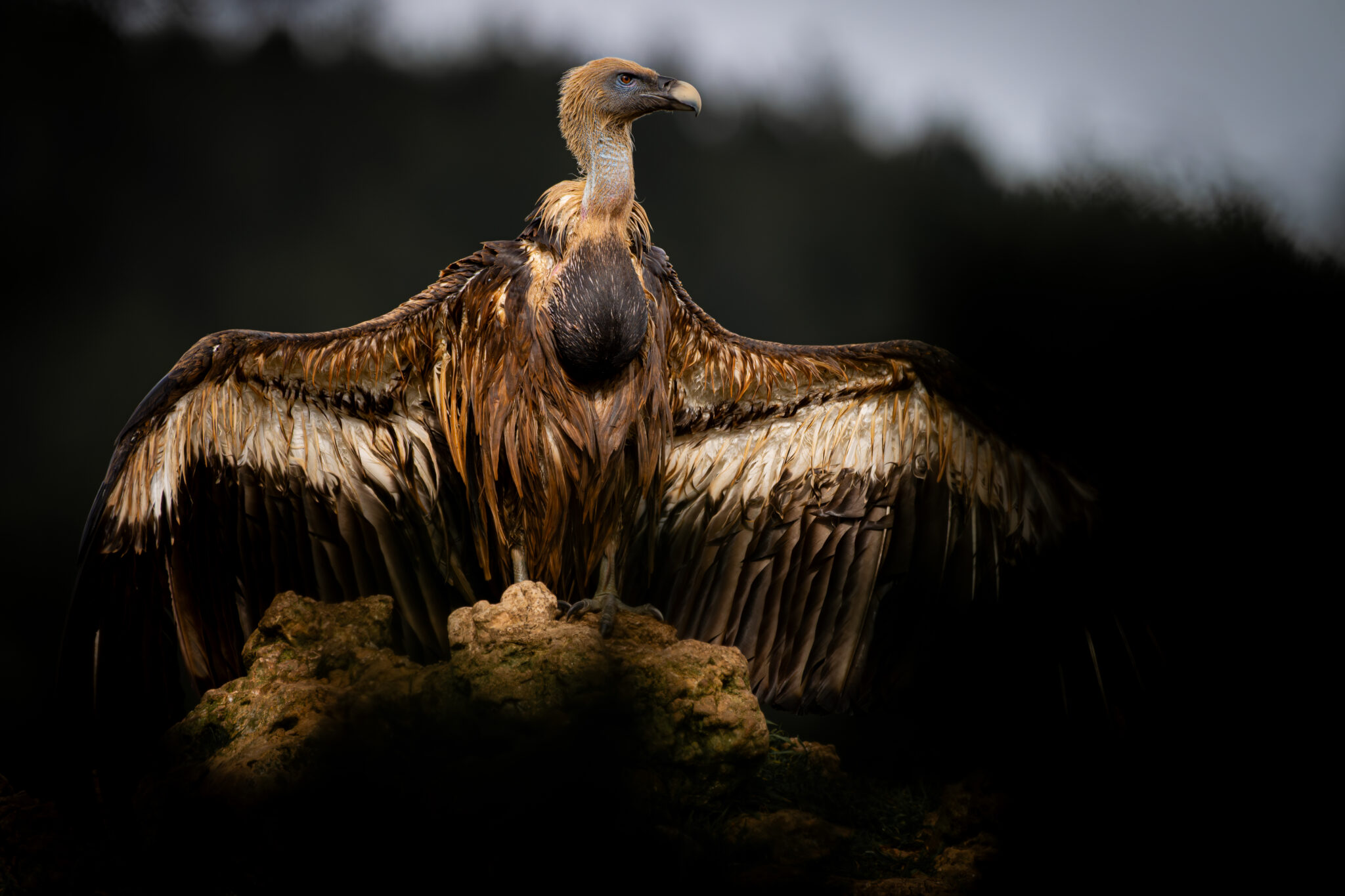 Winners Announced: World of Vultures Photography Contest - Vulture Day